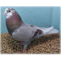 RollerPigeon.Com