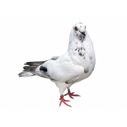 Male: Ruby-26-032 Light Indigo Grizzle